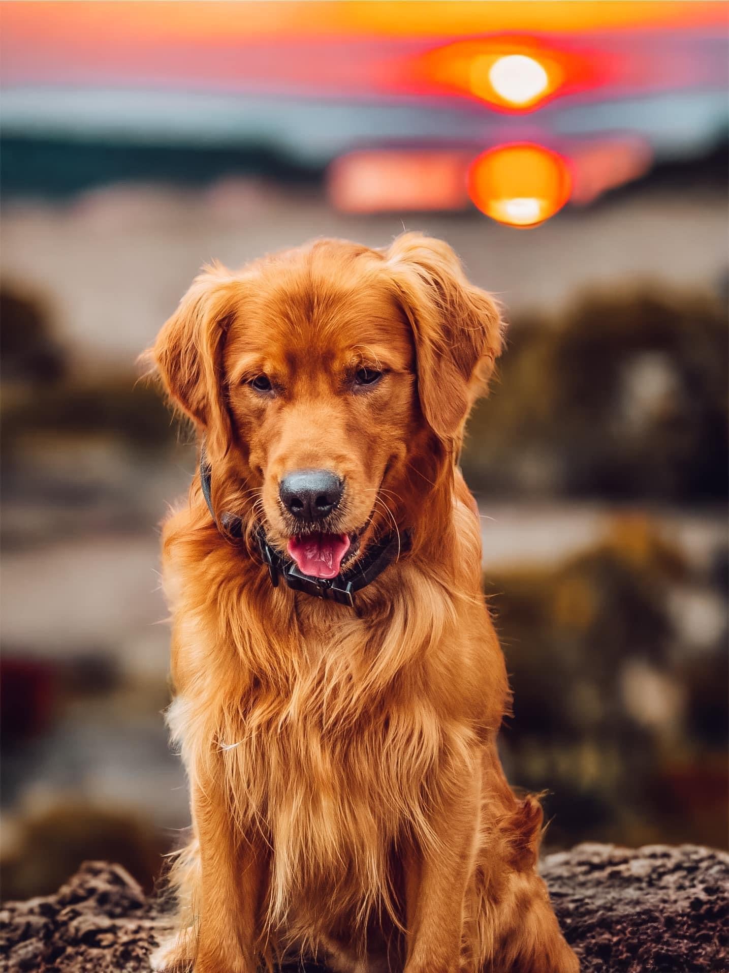 Golden Paw Retrievers